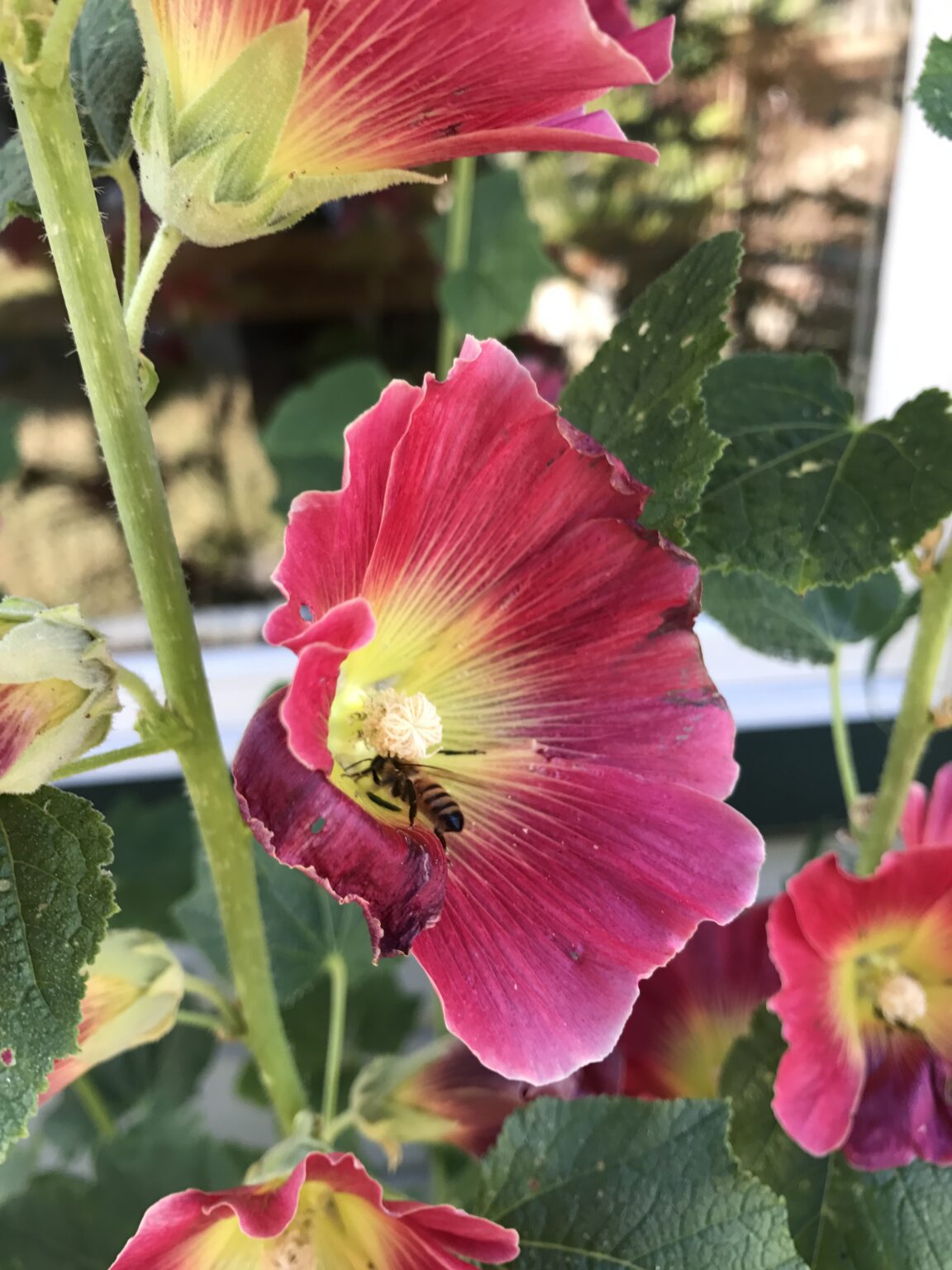 February 25 Meeting: Floral Support For Bees Through The Year - Puget ...